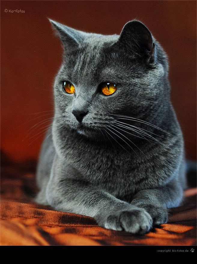 Chartreux Cat | Cute Cats