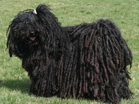 Such Good Dogs: Breed of the Month--Puli