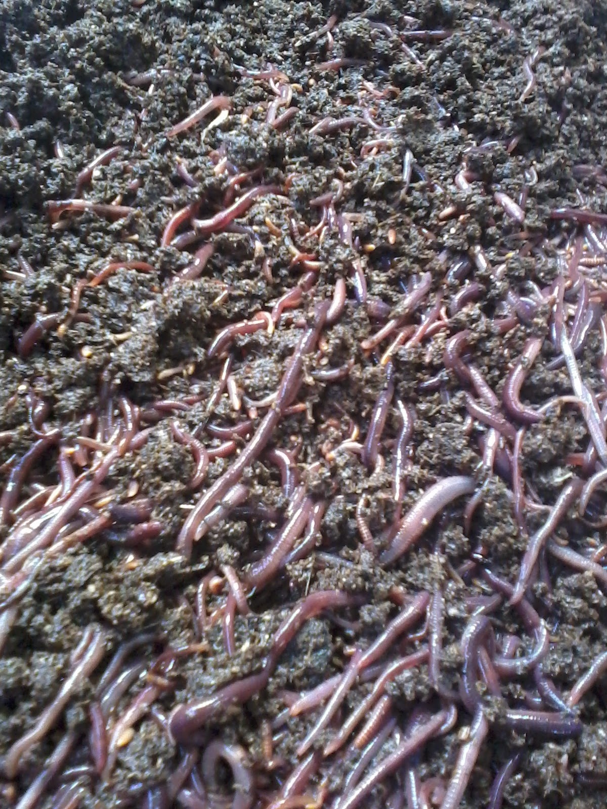 PETERNAK CACING DI SRAGEN JAWA TENGAH: PROSPEK BUDIDAYA CACING ...