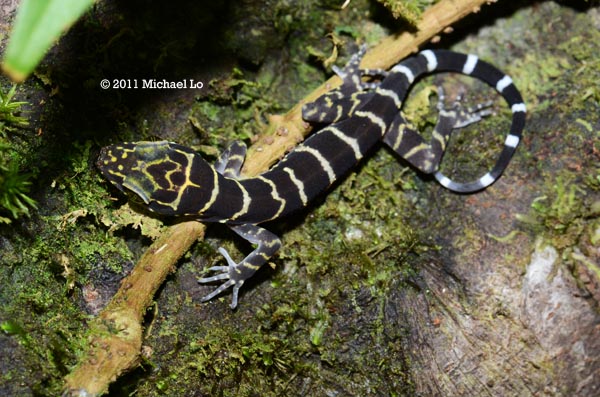 The rainforests of Borneo & Southeast Asia: Giant bent-toed Gecko from ...