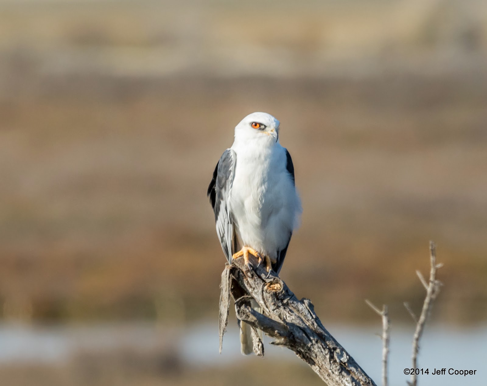 NeoVista Birds and Wildlife: White-tailed Kite Preening and Kiting