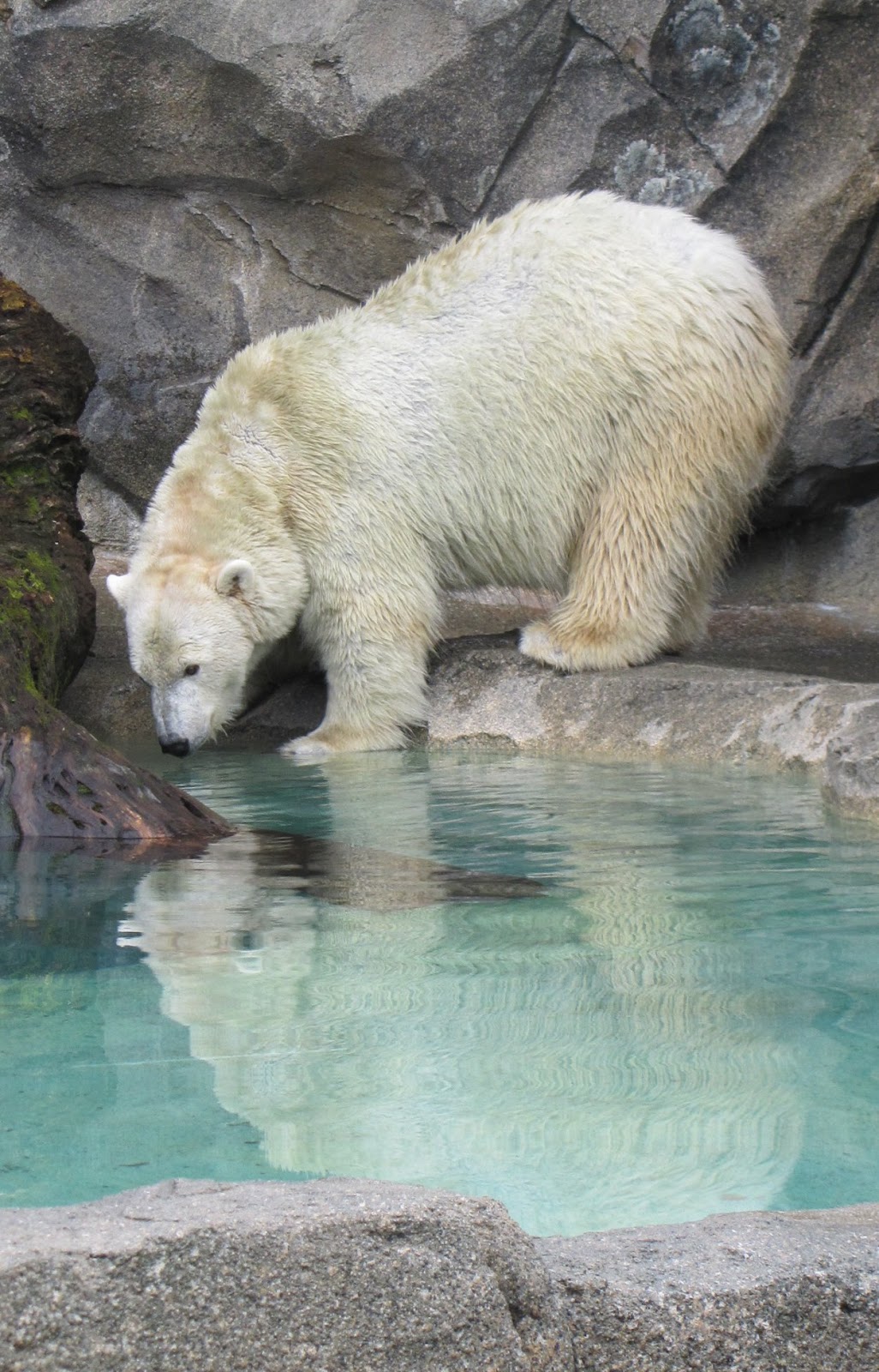 My Polar Bear Friends and Friends of Polar Bears: Rizzo moves to Salt ...