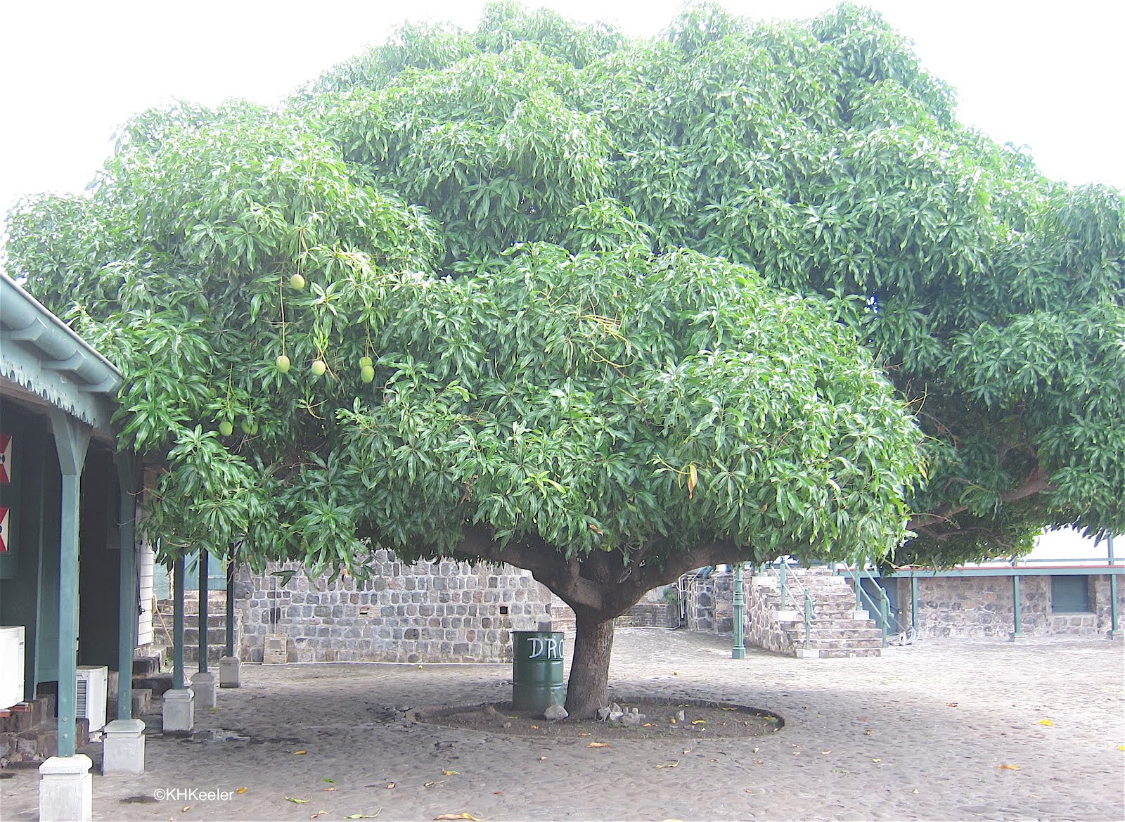 A Wandering Botanist: Homogenized World--Tropical Plant Distributions