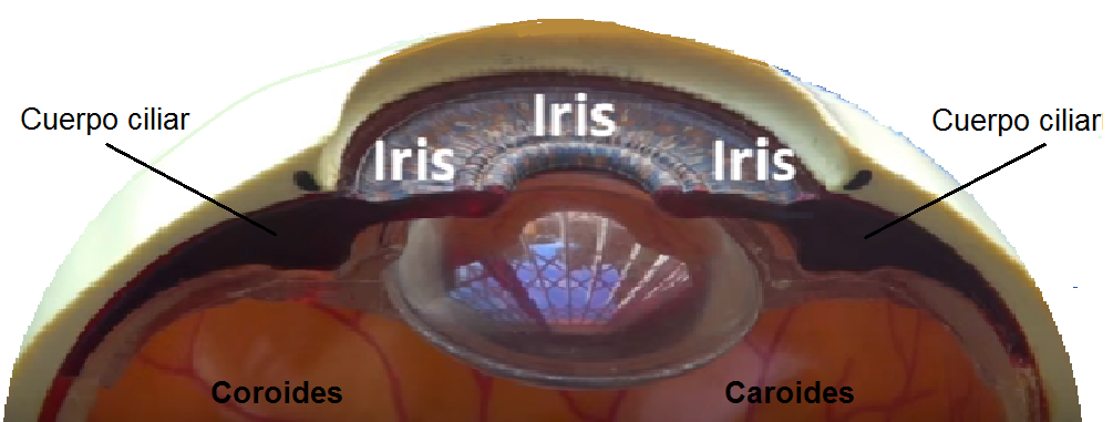 ERIKA ROJAS PORTILLA: ANATOMÍA DEL OJO HUMANO