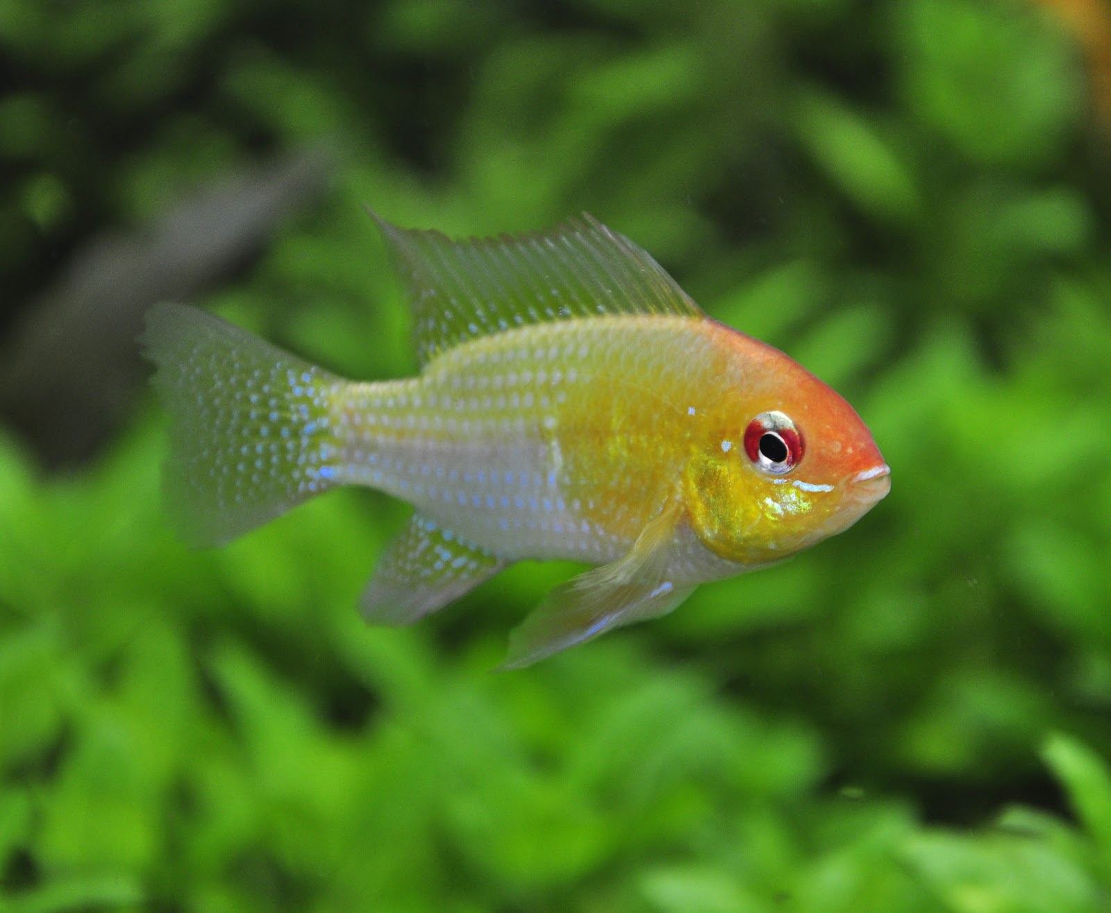 Aquarium - feel the nature at home: Microgeophagus ramirezi var. gold