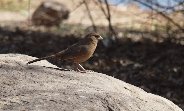 Birding Is Fun!: more Arizona birds