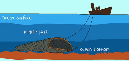 Ecopol Project - Portland State University: Overfishing Part 3: The ...