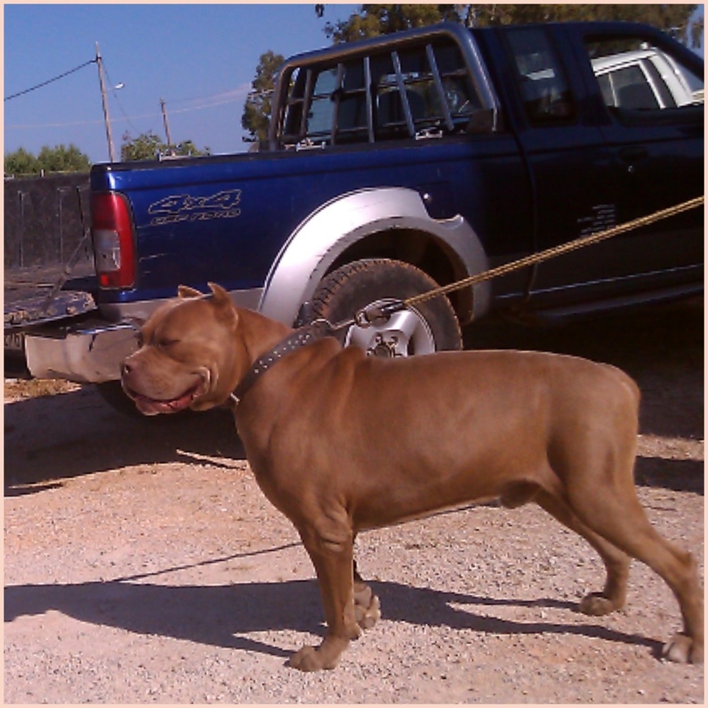 BANDOGFARM REGENCY MASTIFF FROM GREECE
