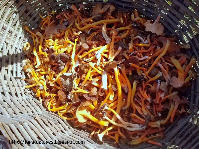 Tapa't de tapes: Bolets variats (camagrocs, carlets, rossinyols ...