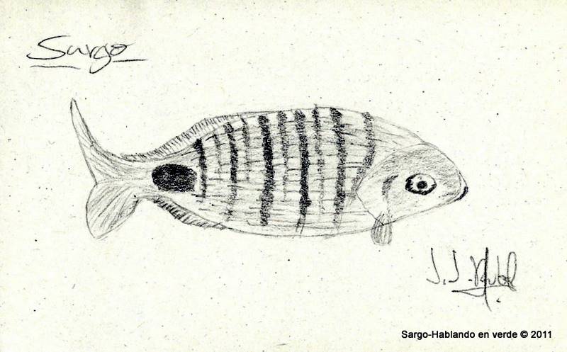 Hablando en verde: Sargo
