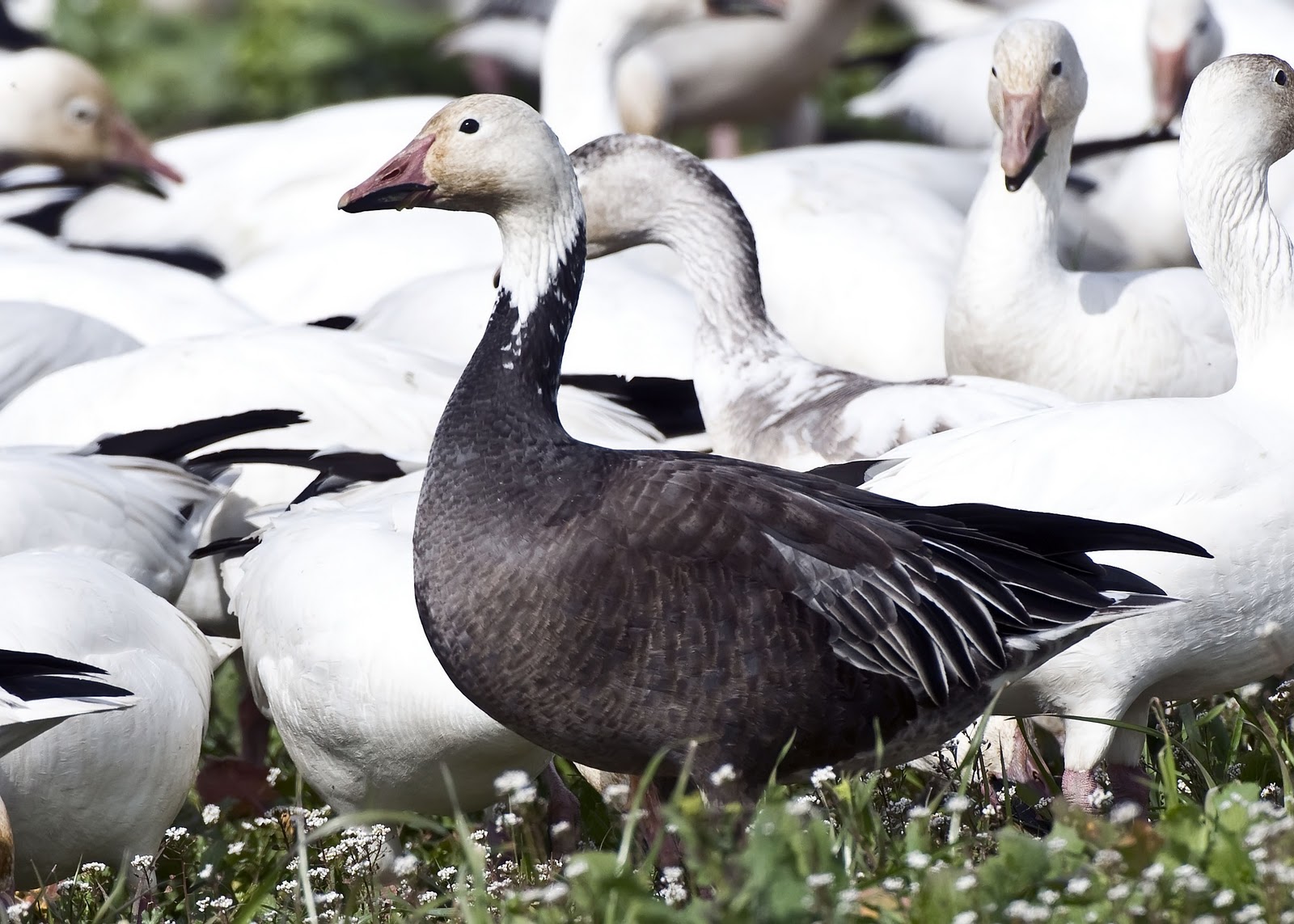 Shoreline Area News: For the Birds: The Snow Geese are Coming - 70,000 ...