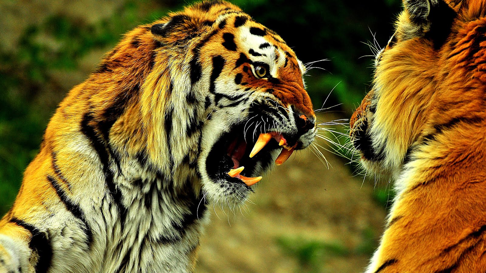 High Resolution Animal Photos - Photo Choices