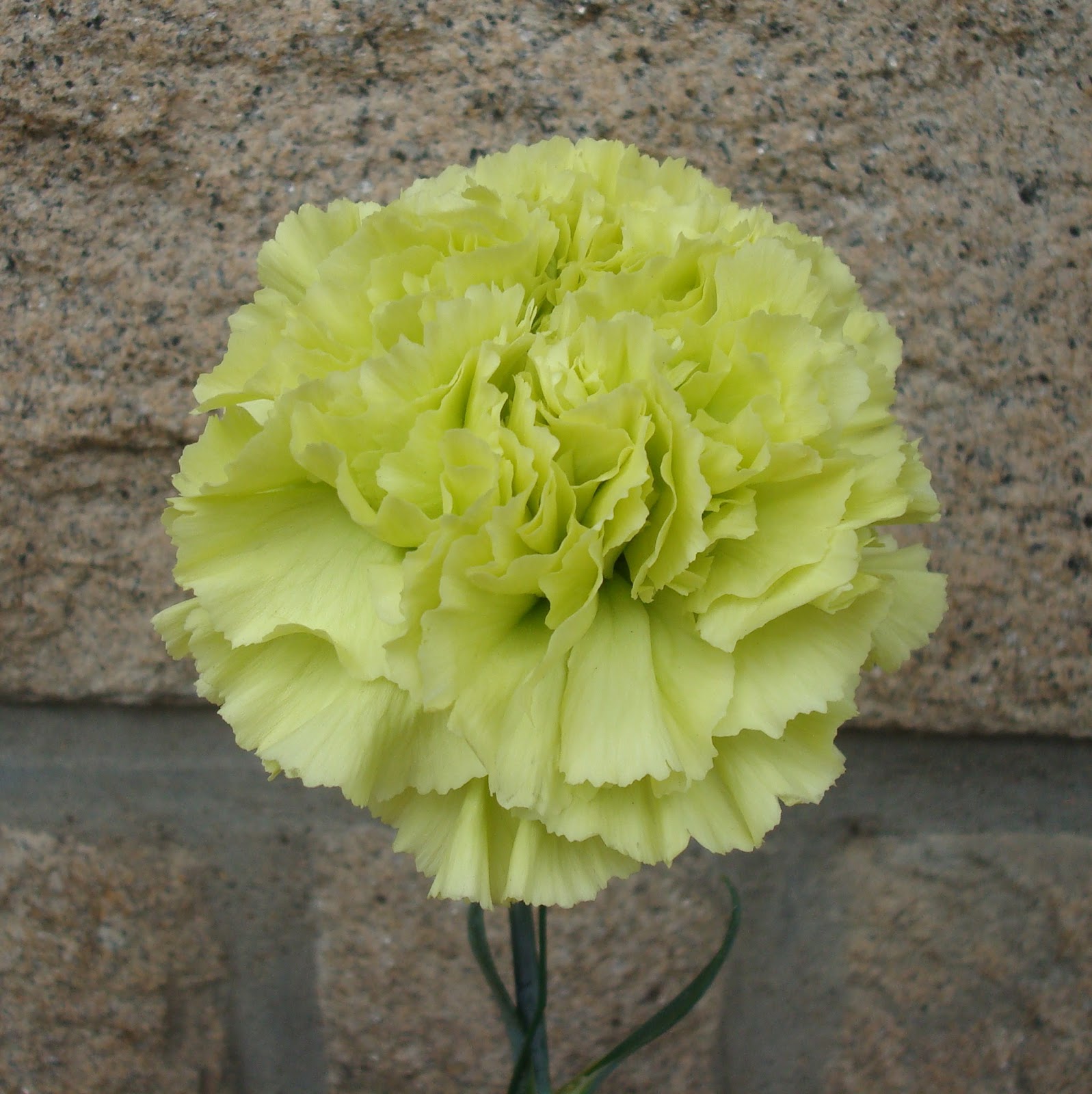 Fleuriste Isabelle Feuvrier: nouvelles fleurs vertes dispo à la ...