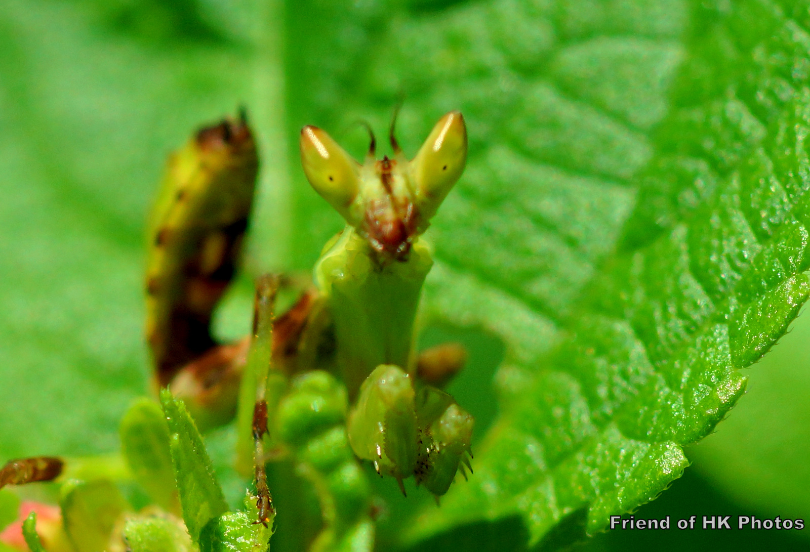 Photographic Wildlife Stories in UK/Hong Kong: Strange Looking Insects