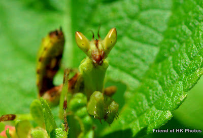 Photographic Wildlife Stories in UK/Hong Kong: Strange Looking Insects