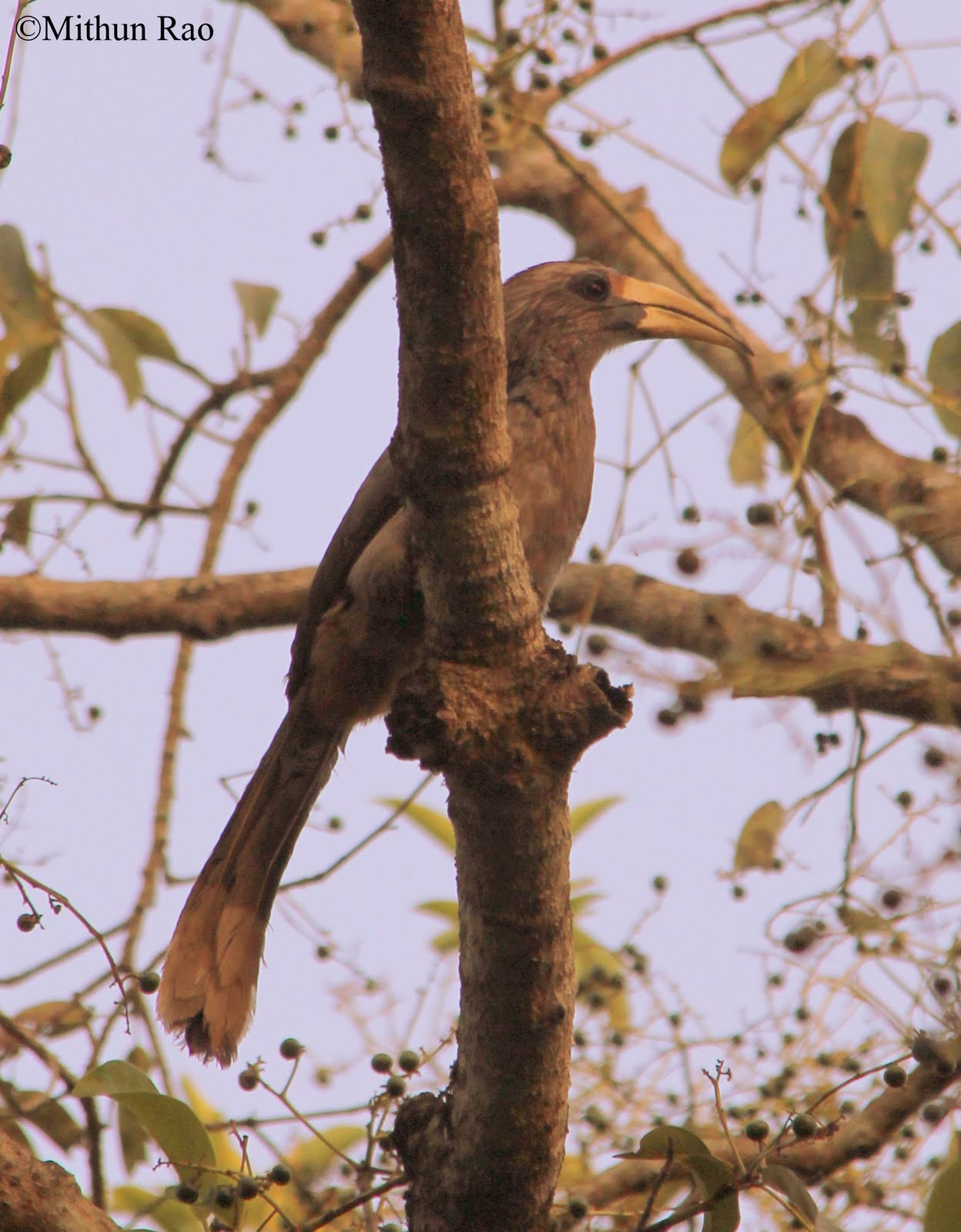 Mithun: Bird Photography