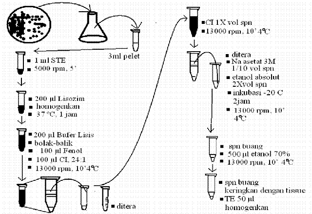 DNA Rekombinan dan Teknik-teknik yang Digunakan di Dalamnya - aSaL uSiL