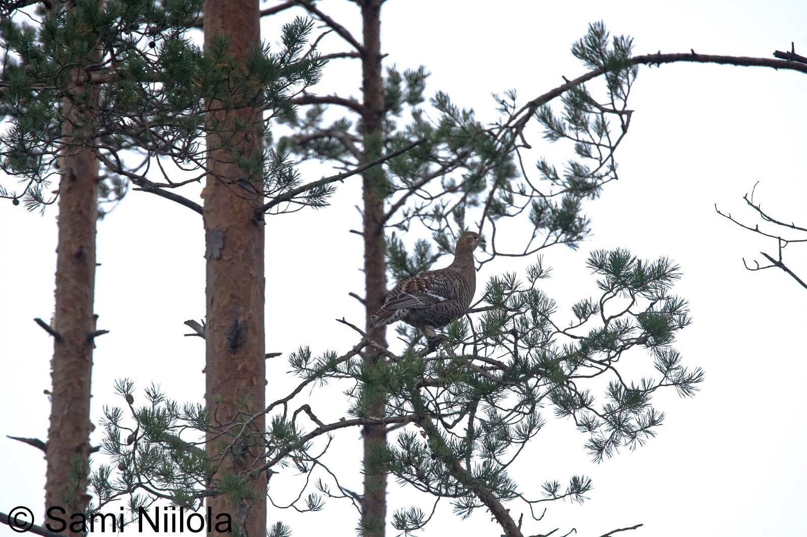 Samin luontokuvia nature photos: TEERI (Lyrurus tetrix)
