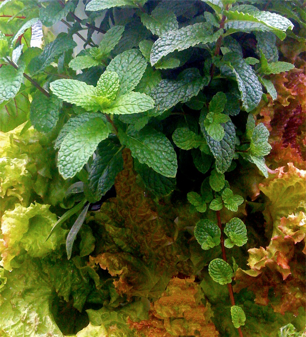 Miami Plant Towers ~ ~ ~ ~ ~ ~ ~ ~ ~ ~ ~ ~