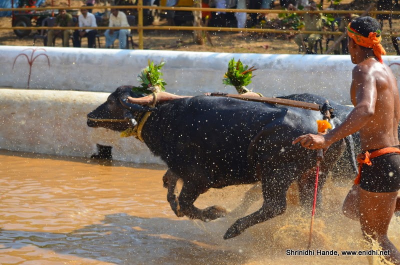 Moodbidire Koti Chennaya Kambala-the buffalo race photos - eNidhi India ...