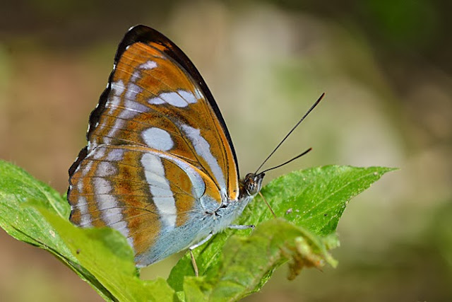 Beauty of Fauna and Flora in Nature: Butterflies @ Doi Chiang Dao ...