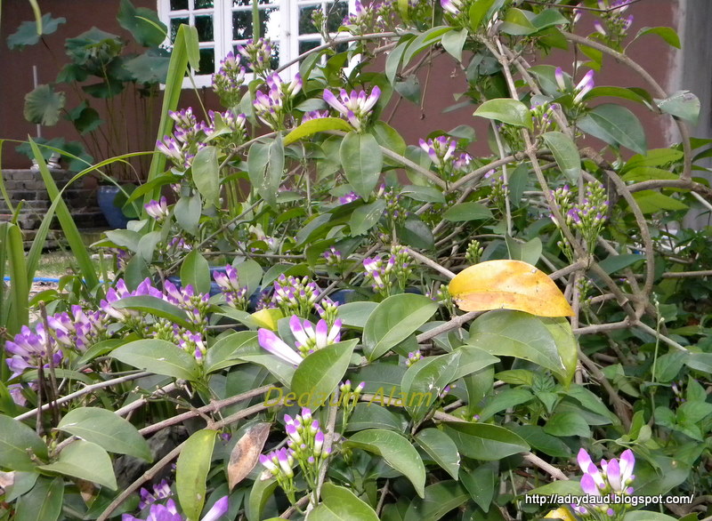 Dedaun Alam: Pseudocalymma Alliaceum @ Garlic Vine