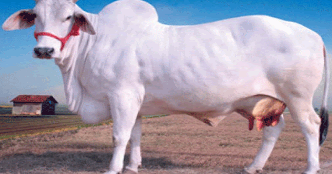 Nepali National Animal (Cow) - Nepal Nature Beauty