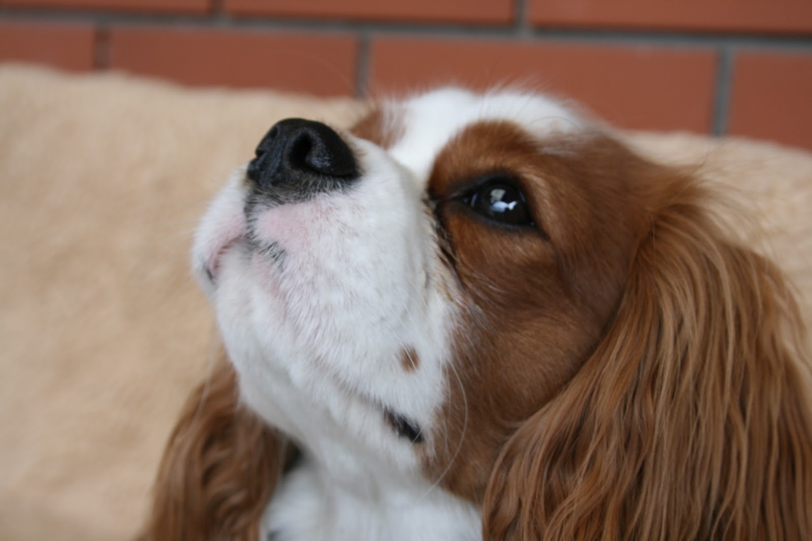 Cavaliery- wspaniałe psy