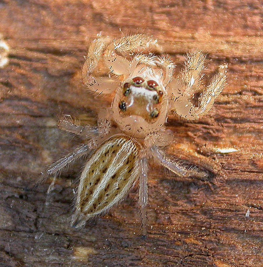 Squirrel's View: Jumping Spiders (Salticidae)