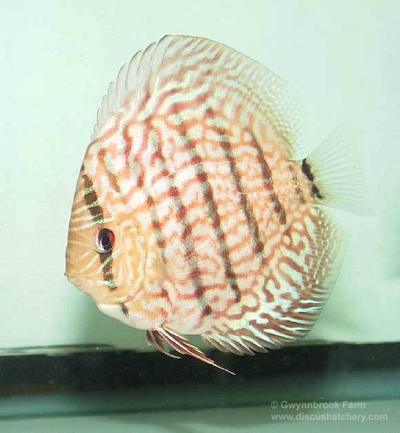Discus: Gwynnbrook Farm Discus Fish Photo Gallery