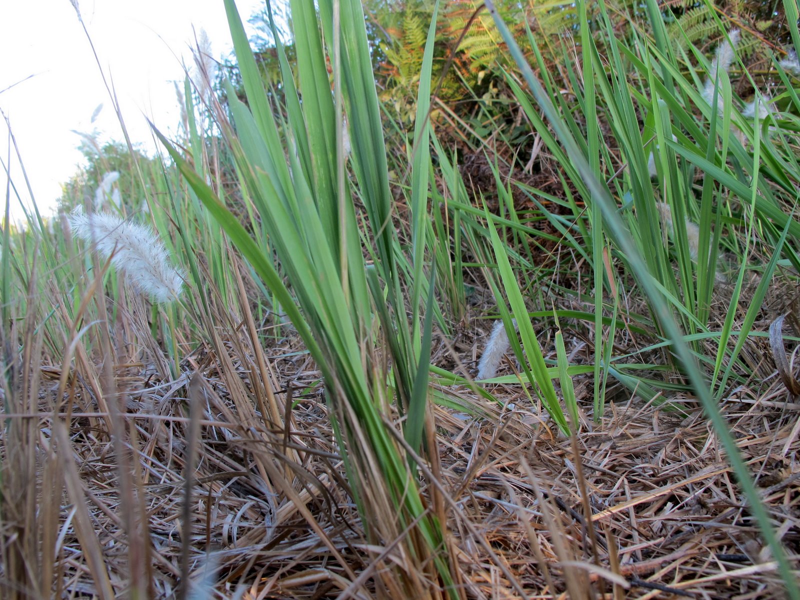 FLORA NEL SALENTO e.. anche altrove: Imperata cylindrica (L.) P. Beauv ...