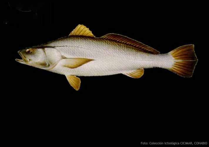 Códigos de Barras de la Vida Silvestre México - Barcode of Wildlife ...