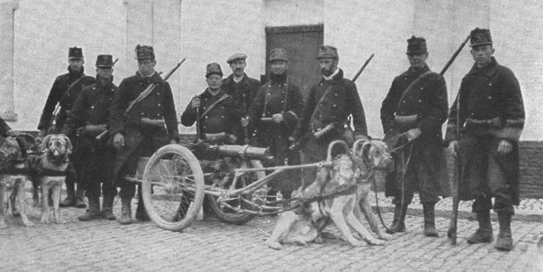 Dog-drawn gun carriages are used by Belgian troops to transport machine ...