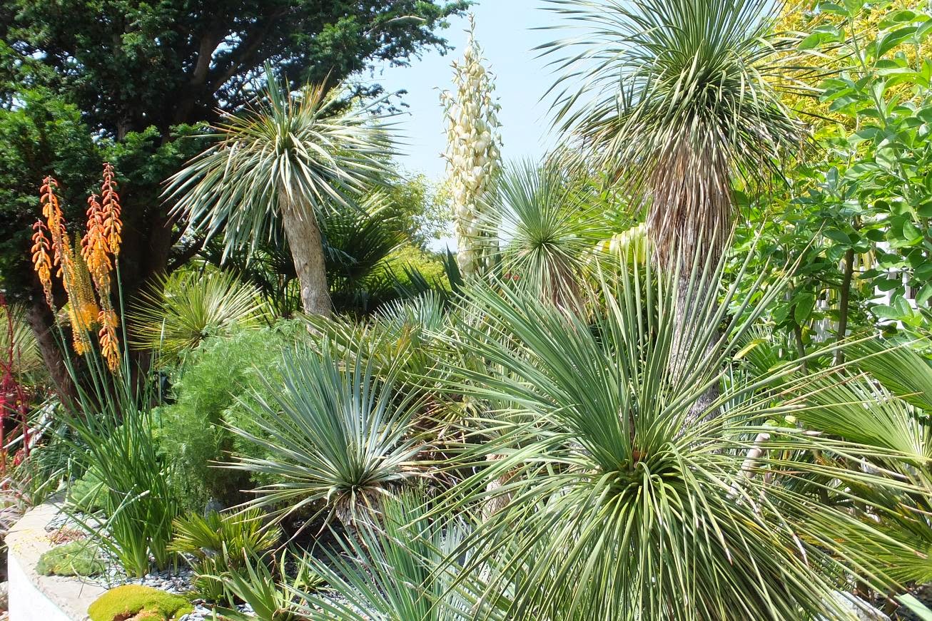 Alternative Eden Exotic Garden: The Other Blue Yucca