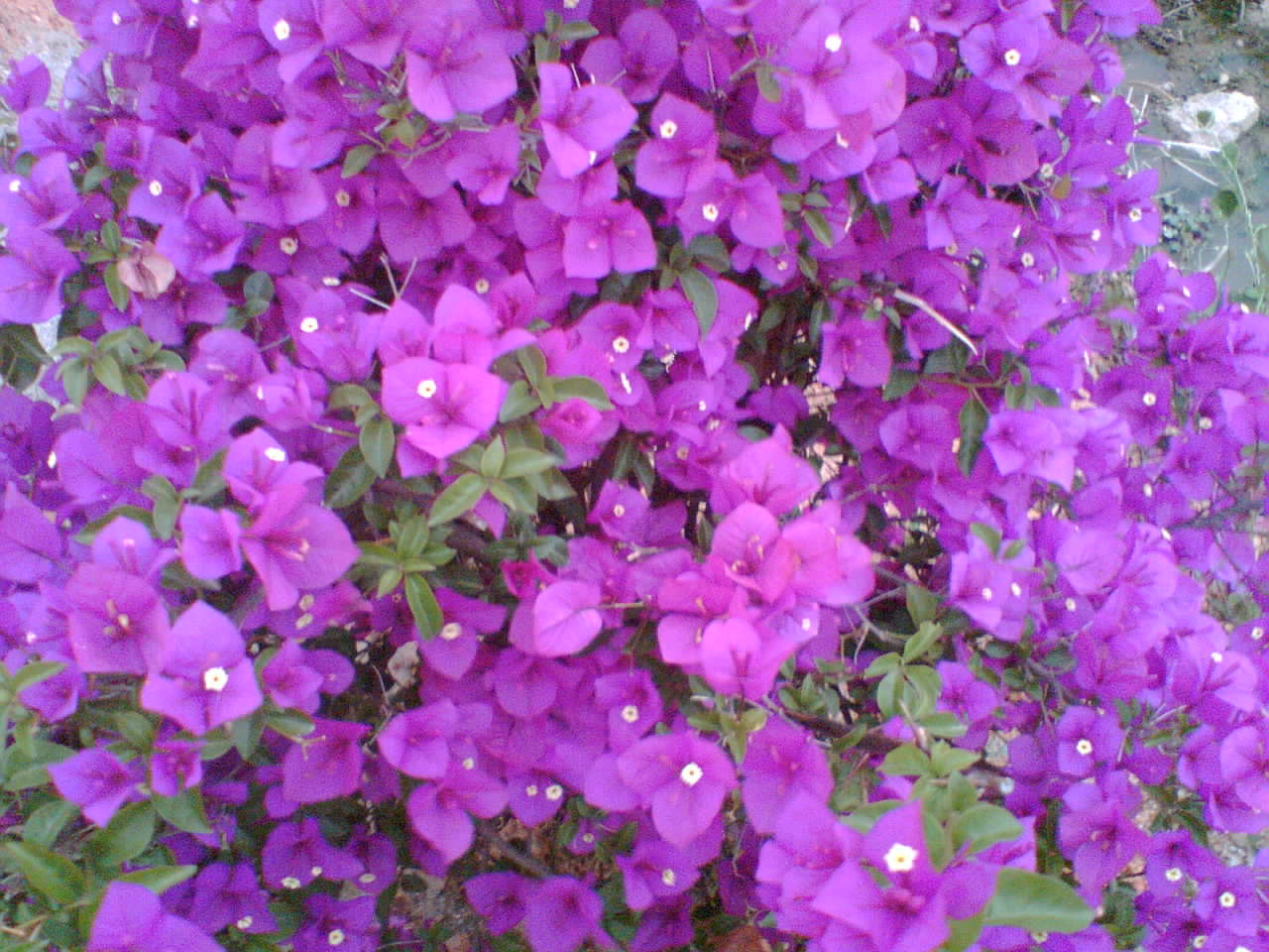 Um jardim para cuidar: O despertar das buganvilias....