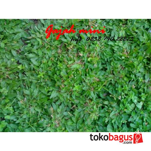 Jenis-jenis Rumput hias | Tukang Taman