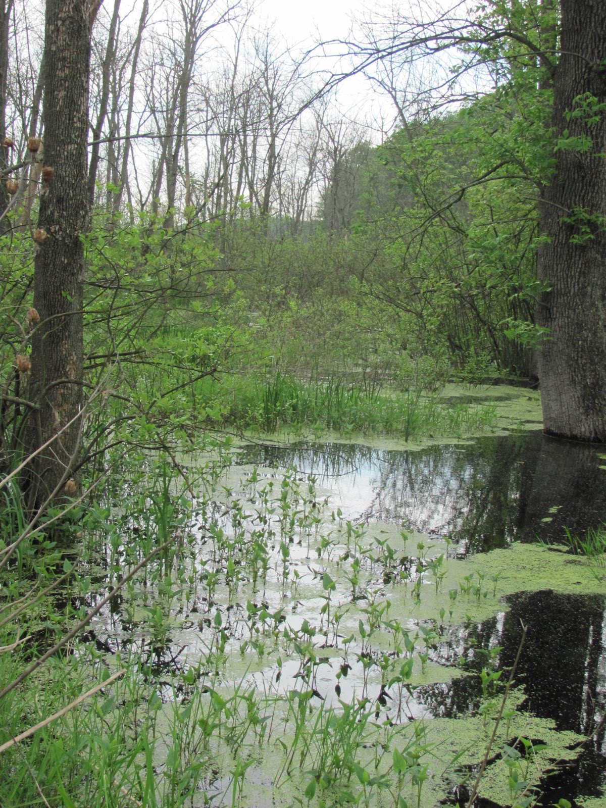 Terri of the Trails: The Great Marsh of the Indiana Dunes: Swamp ...