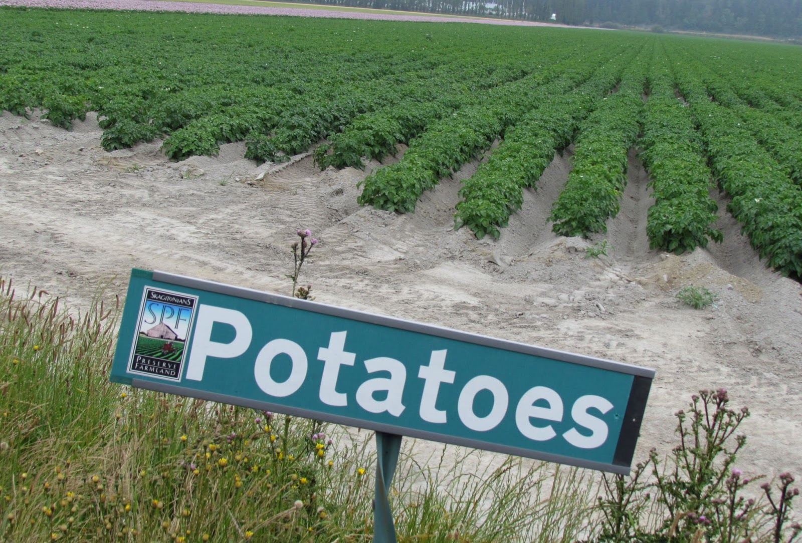 Scene Through My Eyes: Signs Along the Way