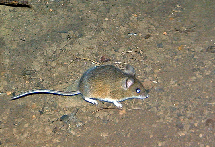 Remote Camera Trap - South Africa: Small Wonders
