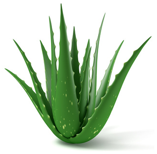Sepa las propiedades medicinales del Aloe Vera [Curativas] | Plantas ...