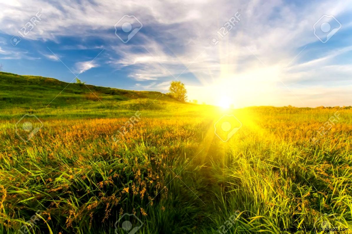 Sunrise Grass Field | Wallpapers Gallery