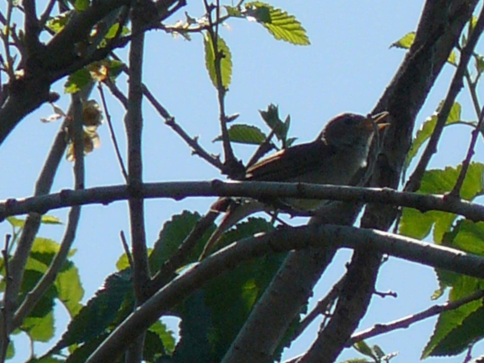 Bird...gi (cuaderno de campo): Paseo por el Parc Natural del Foix ...