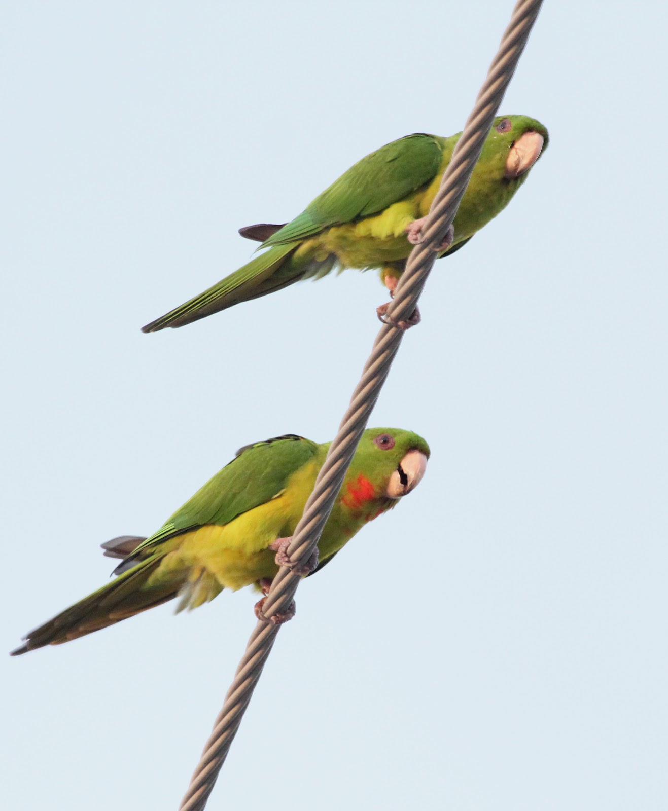 On the Wing: Lower Rio Grande Birding Festival 2012