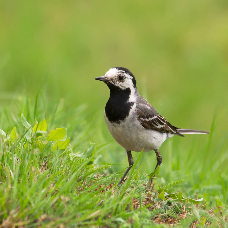 Knuts fugleblogg: Linerle (Motacilla alba)