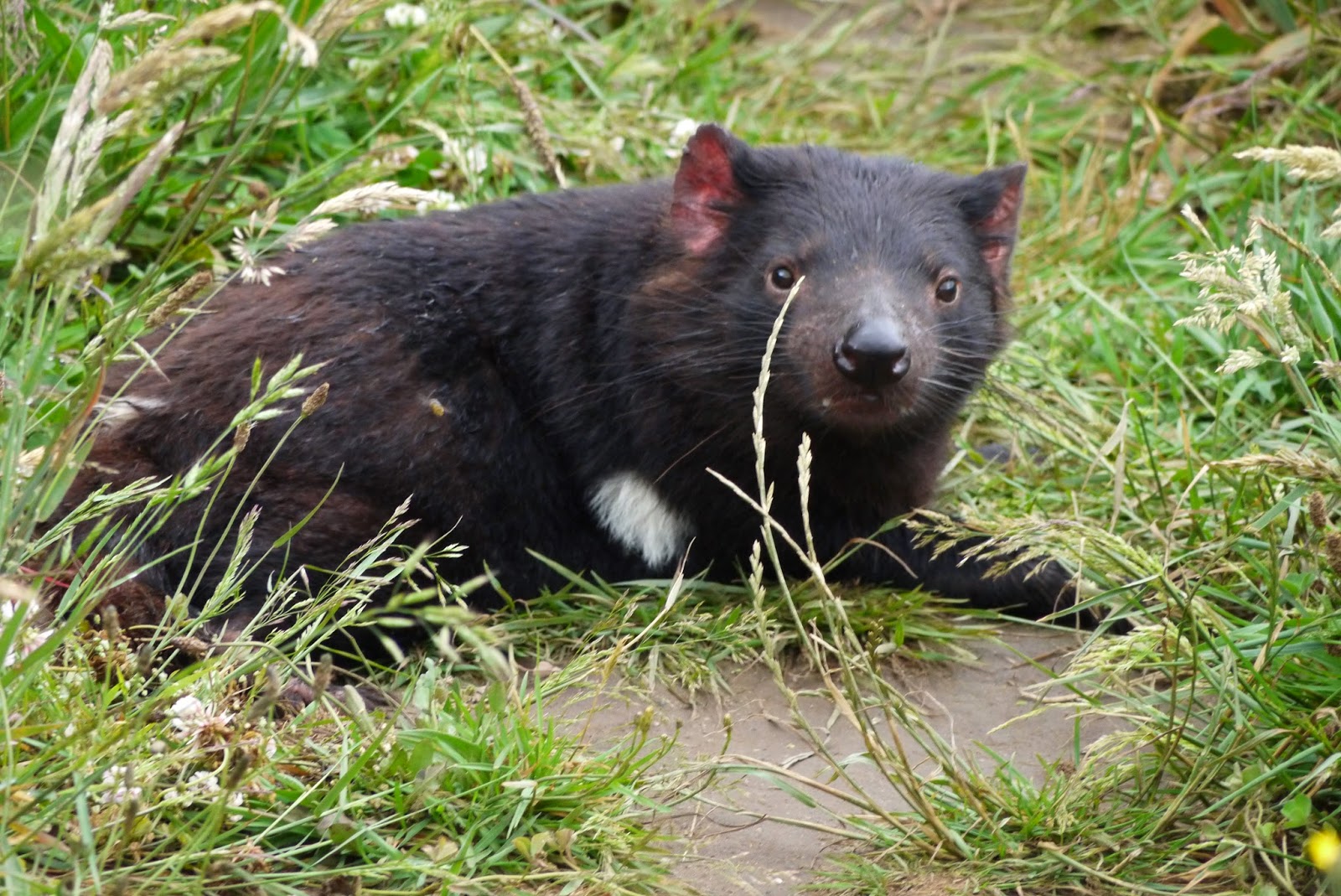 Australie – La Tasmanie - Le Monde en 1 Tour