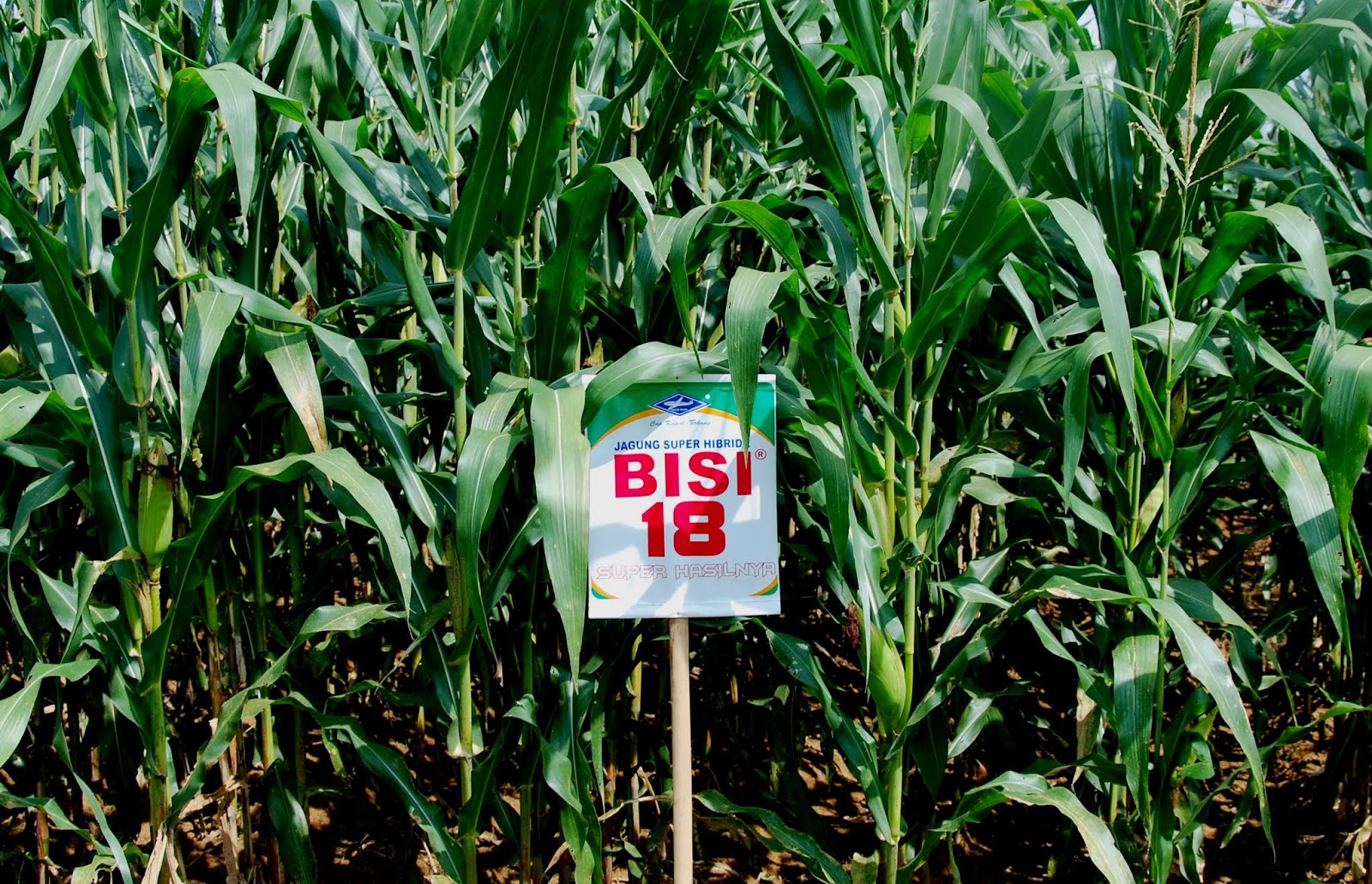 Jagung BISI 18 selalu disuka petani karena produksinya ~ Suarasindangsari