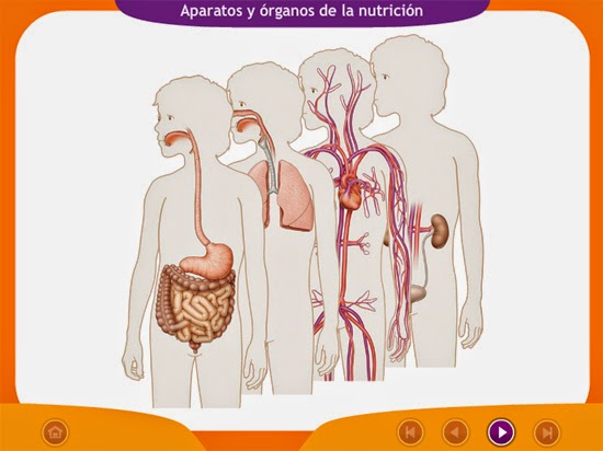 EL BLOG DE SEXTO: TEMA III - LA FUNCIÓN DE NUTRICIÓN - 3 ...