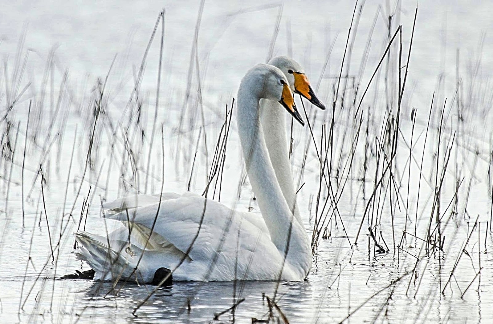 Floral Passions: The Swan of Tuonela