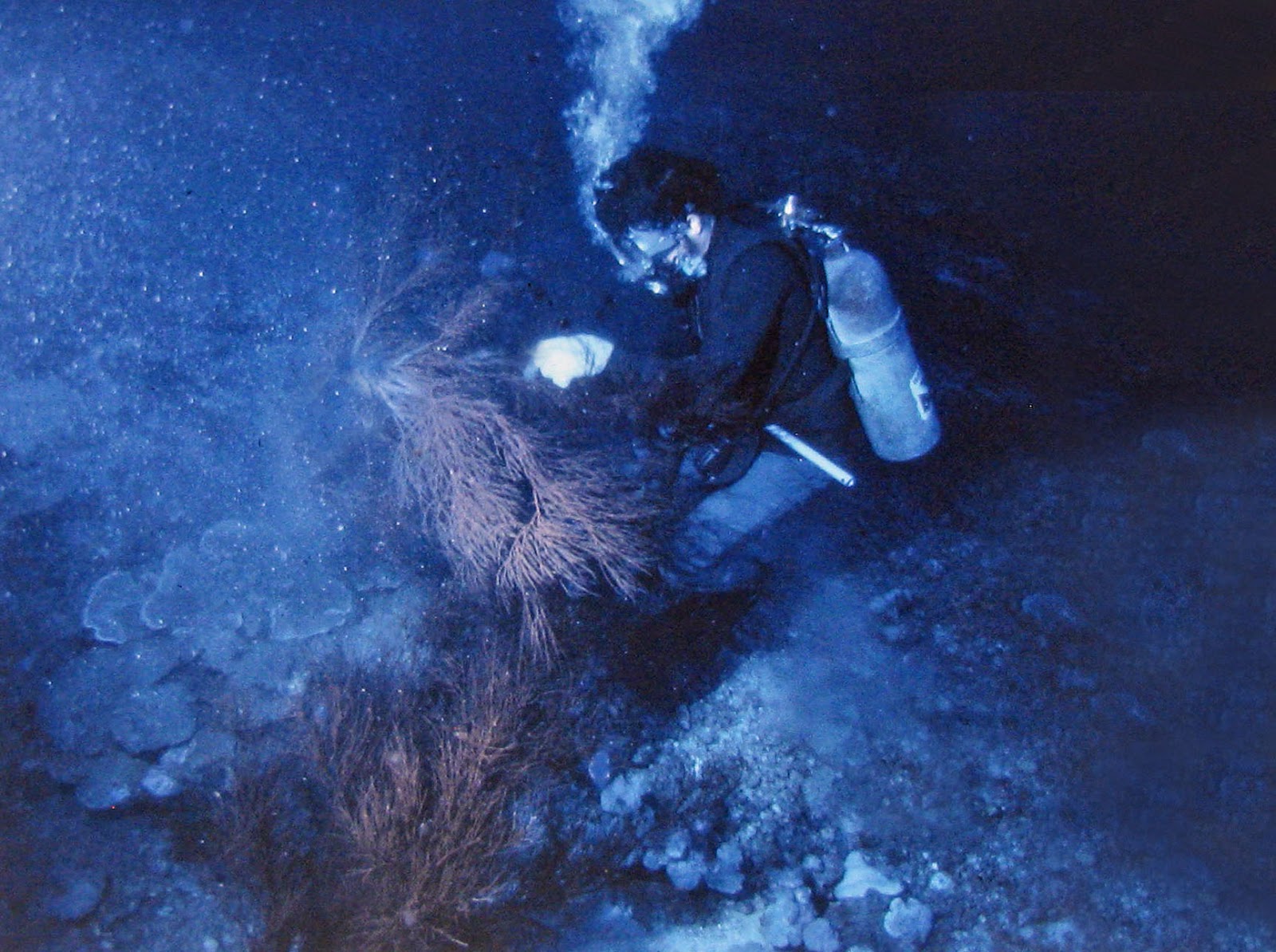 Bud Hedrick - Blog: Black Coral Diving in the Early ‘70s