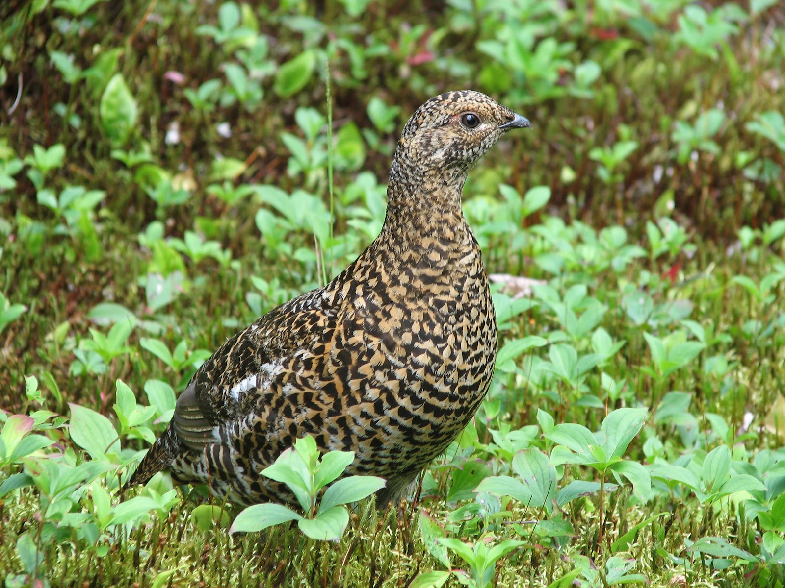 La nature à son meilleur: Tétras du Canada et orignaux